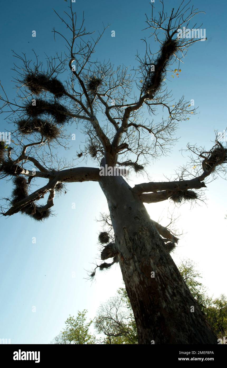 Baobob Tree (Adansonia digitata) with nests of Redbilled Buffalo ...