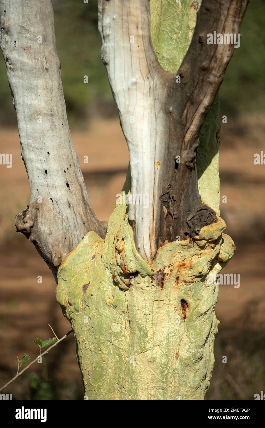 Yellow Fever Tree (Vachellia xanthophloea), bark detail, Kruger ...