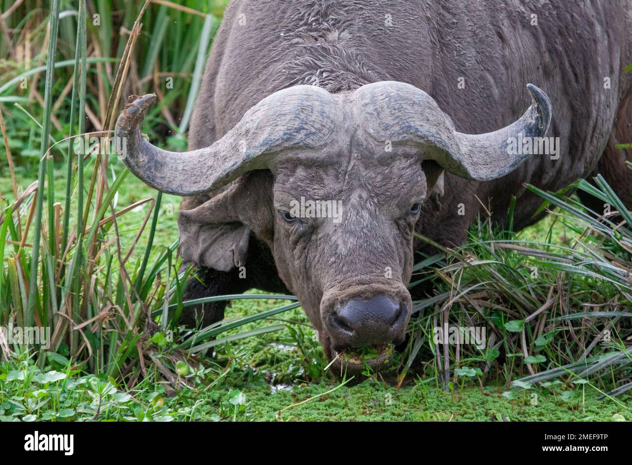 Cape buffalo grazing in swamp Stock Photo - Alamy