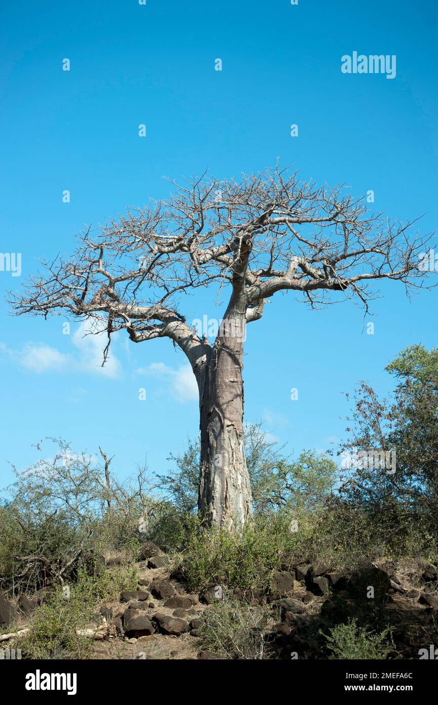Young Baobob Tree (Adansonia digitata), Kruger National Park ...