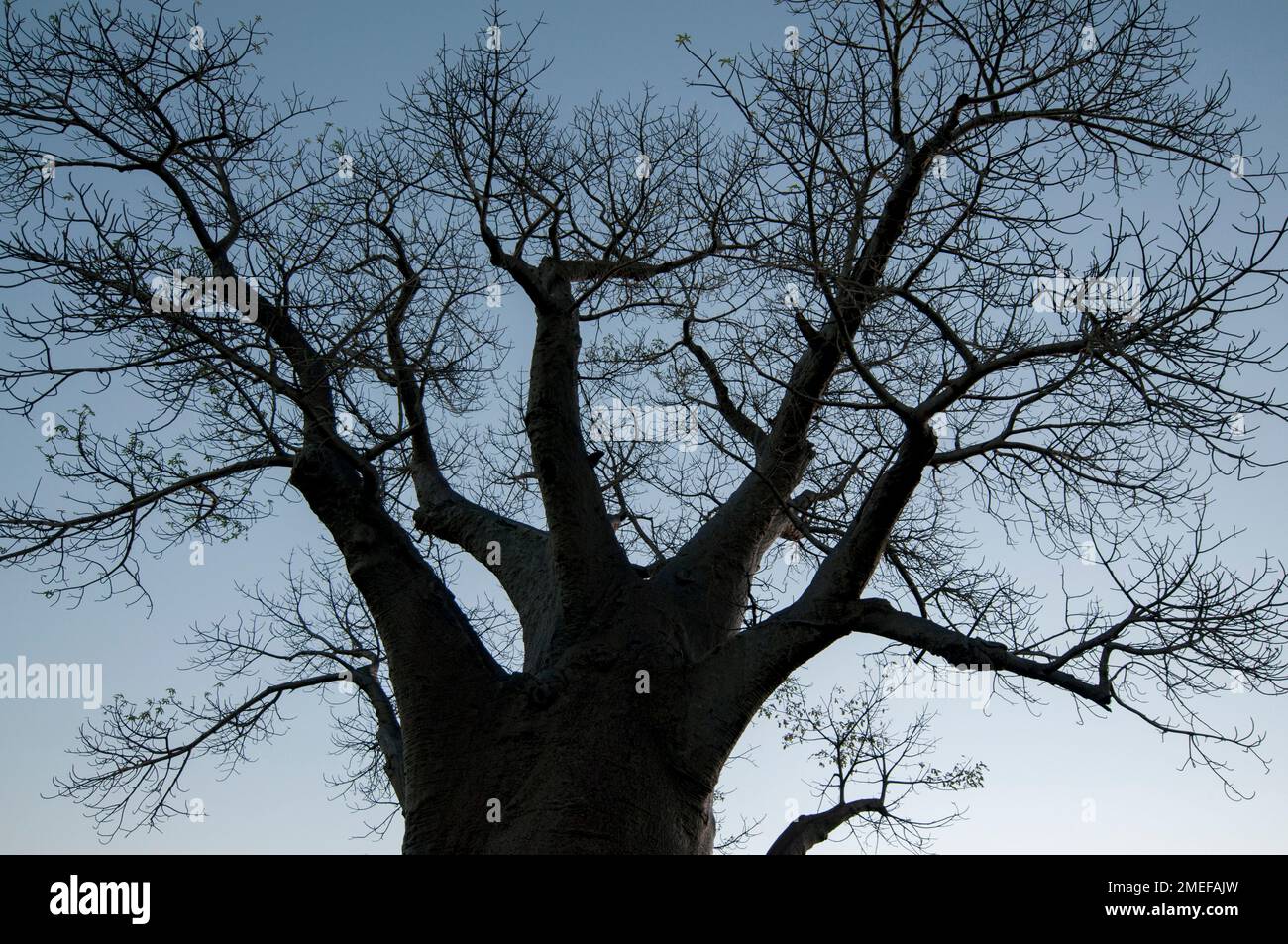 African Baobob Tree (Adansonia digitata) silhouette, Kruger National ...