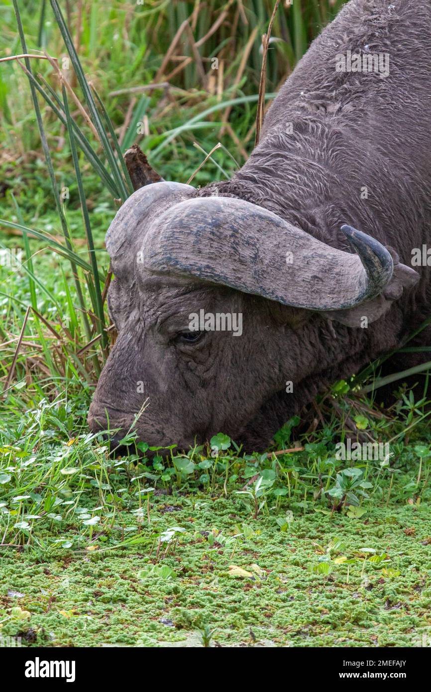 Close up african buffalo grazing hi-res stock photography and images ...