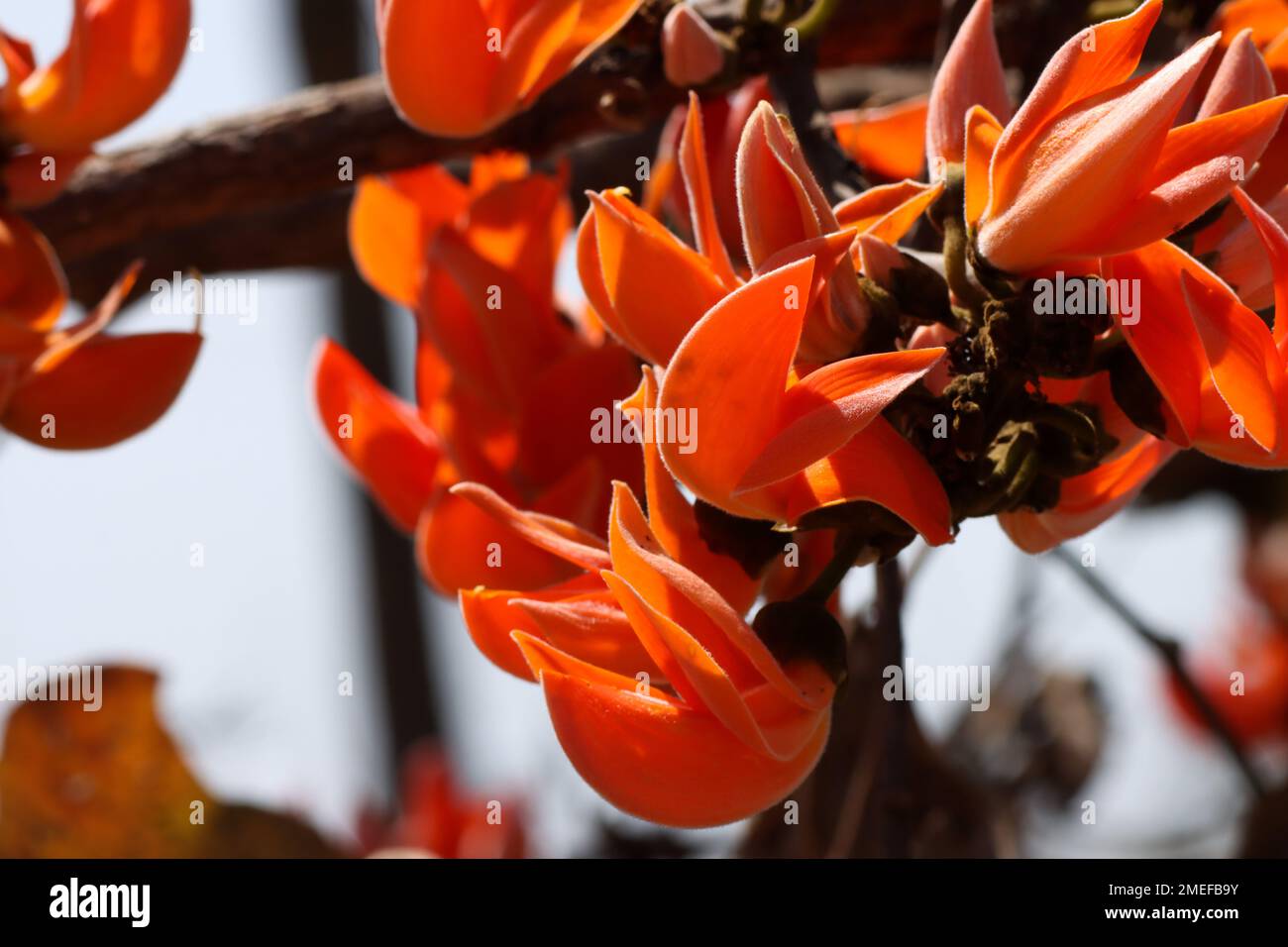 Palash. Butea monosperma. Flame of the forest. Bastard teak. Kesudo ...