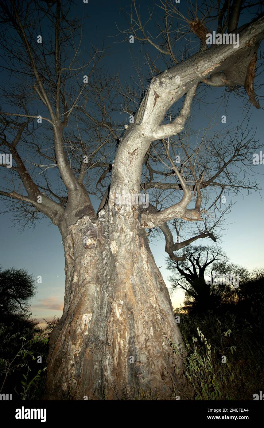 Baobob Tree (Adansonia digitata) at dusk, Kruger National Park ...