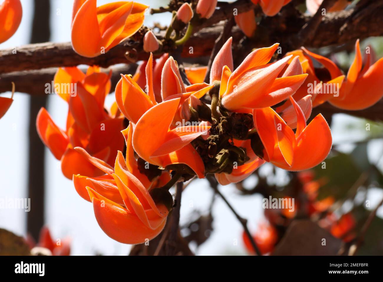 Palash. Butea monosperma. Flame of the forest. Bastard teak. Kesudo ...