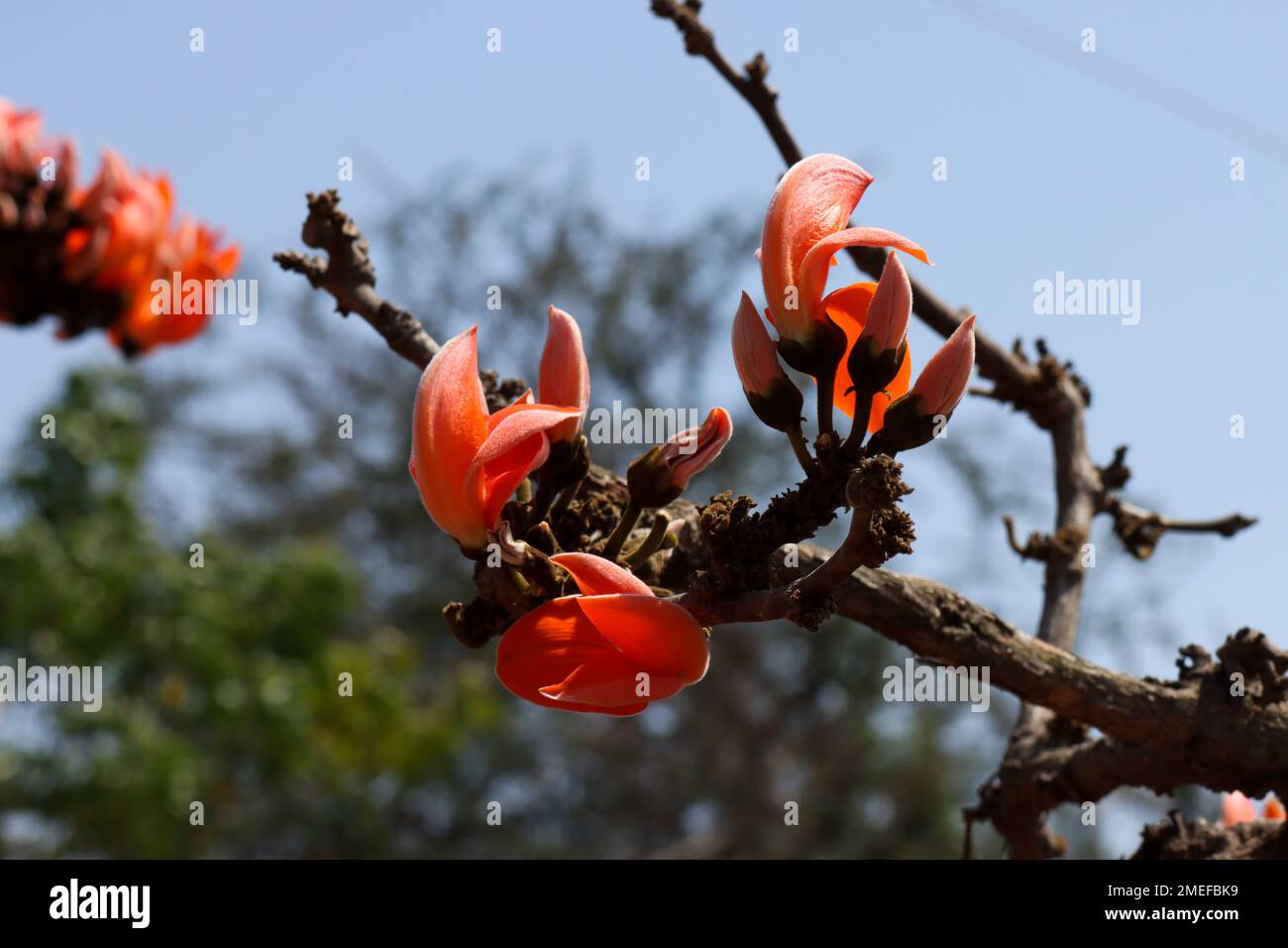 Palash. Butea monosperma. Flame of the forest. Bastard teak. Kesudo. Dhak Stock Photo - Alamy