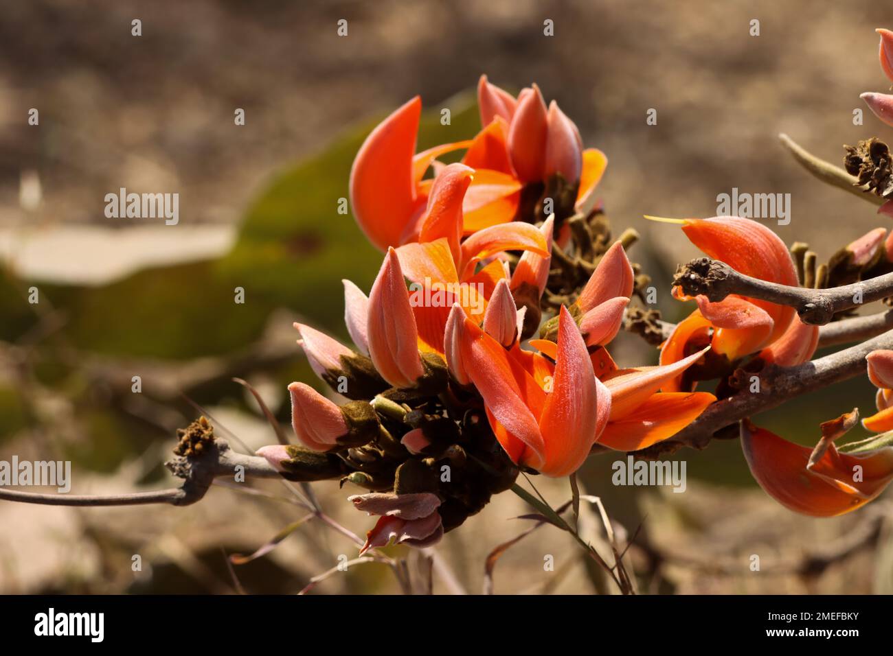 Palash. Butea monosperma. Flame of the forest. Bastard teak. Kesudo ...