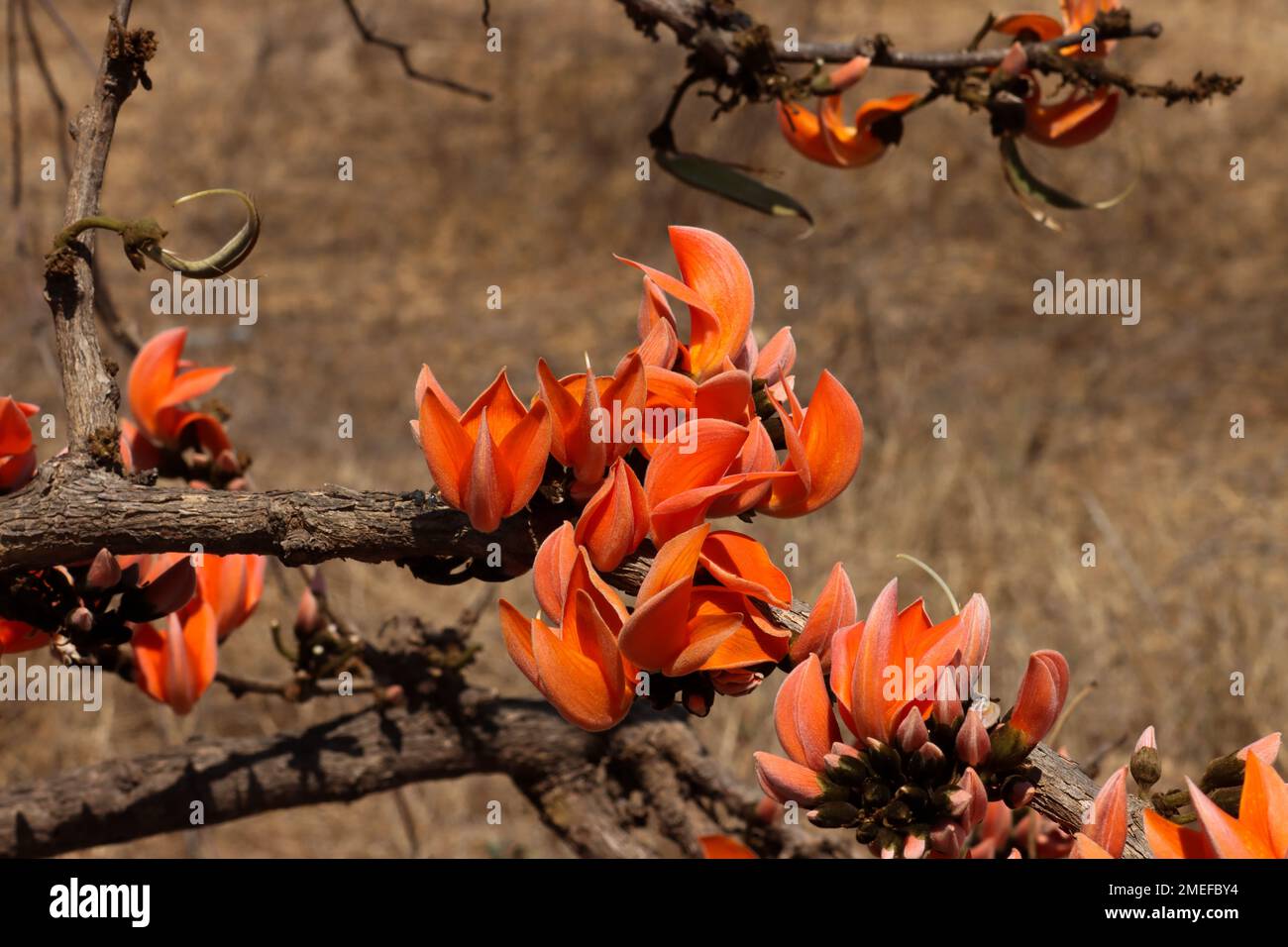 Palash. Butea monosperma. Flame of the forest. Bastard teak. Kesudo ...
