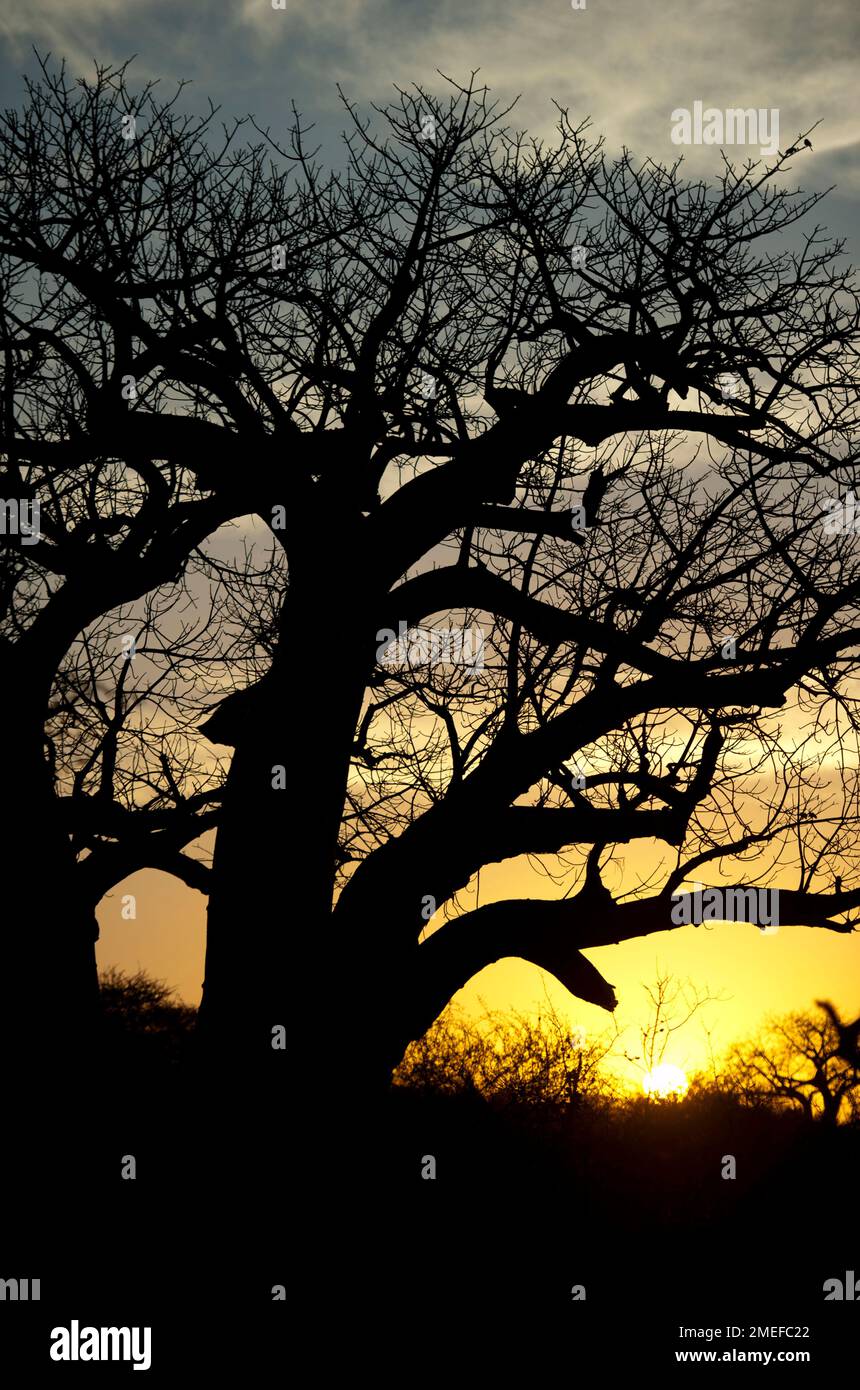Baobob Tree (Adansonia digitata) at sunset, Kruger National Park ...