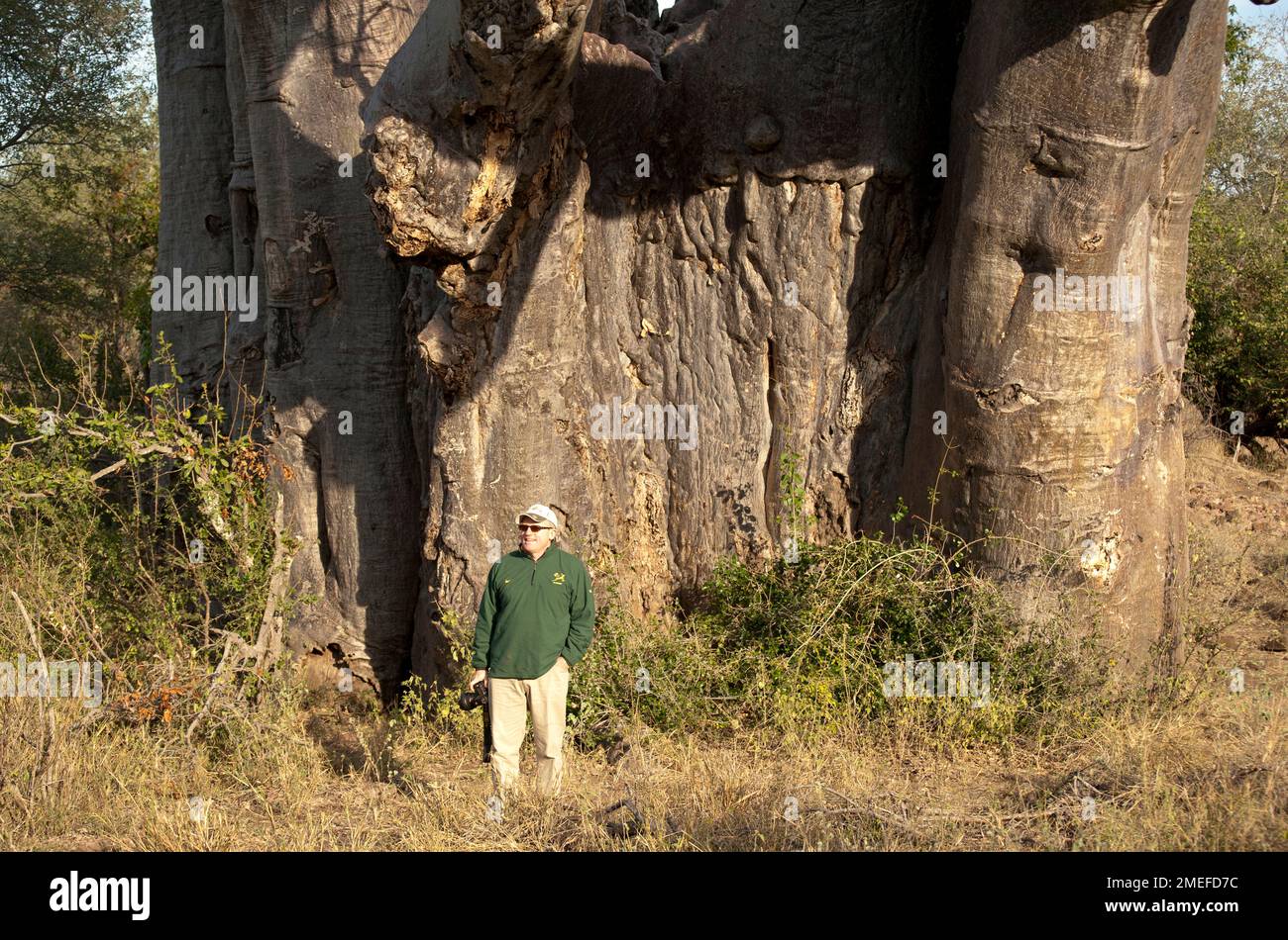 Baobob Tree (Adansonia digitata) thick trunk with tourist (model ...
