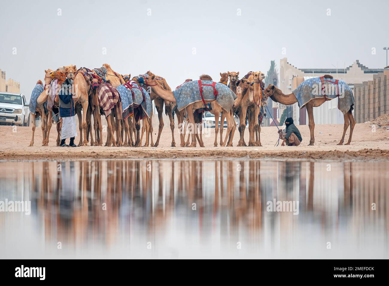 Camel Racing Track Shehania Doha Qatar. traditional arab culture of ...