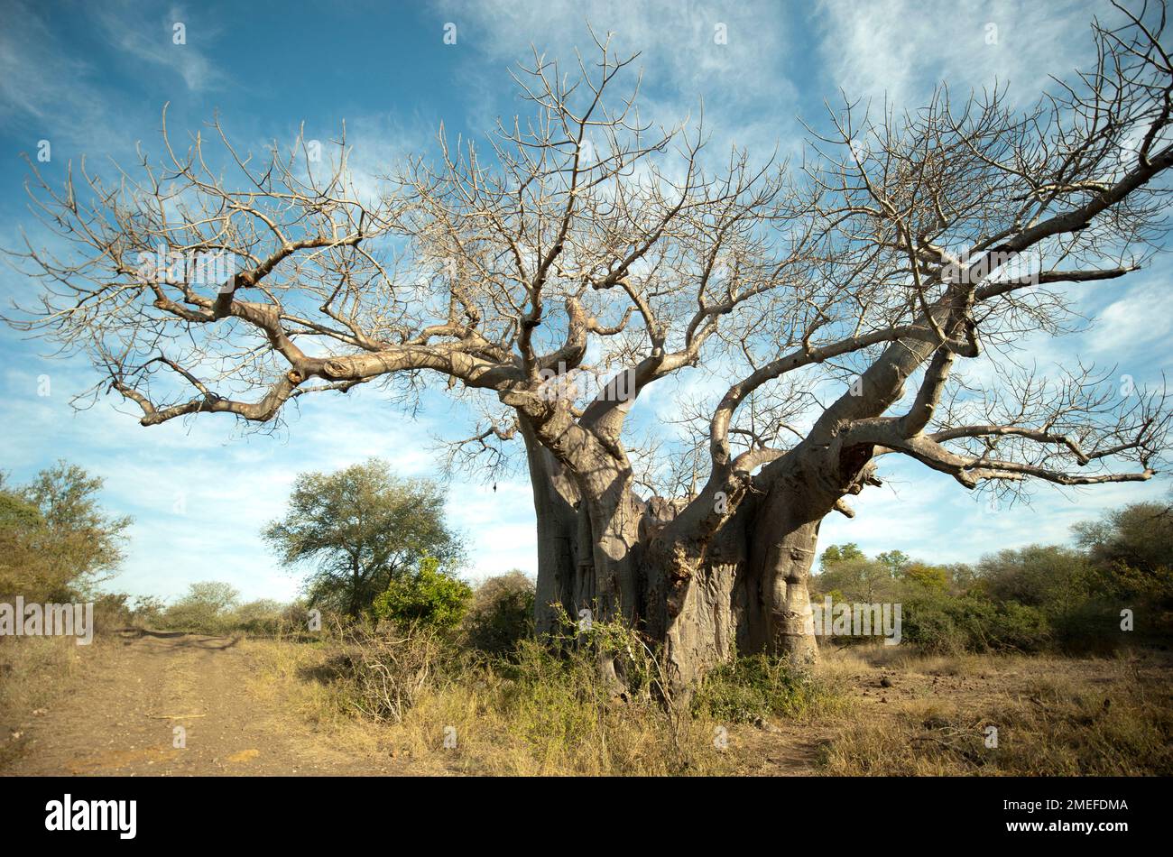 Baobob Tree (Adansonia digitata), Kruger National Park, Mpumalanga ...