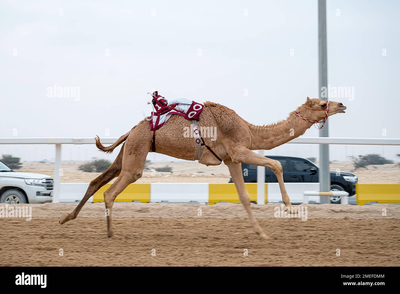 Camel Racing Track Shehania Doha Qatar. traditional arab culture of ...