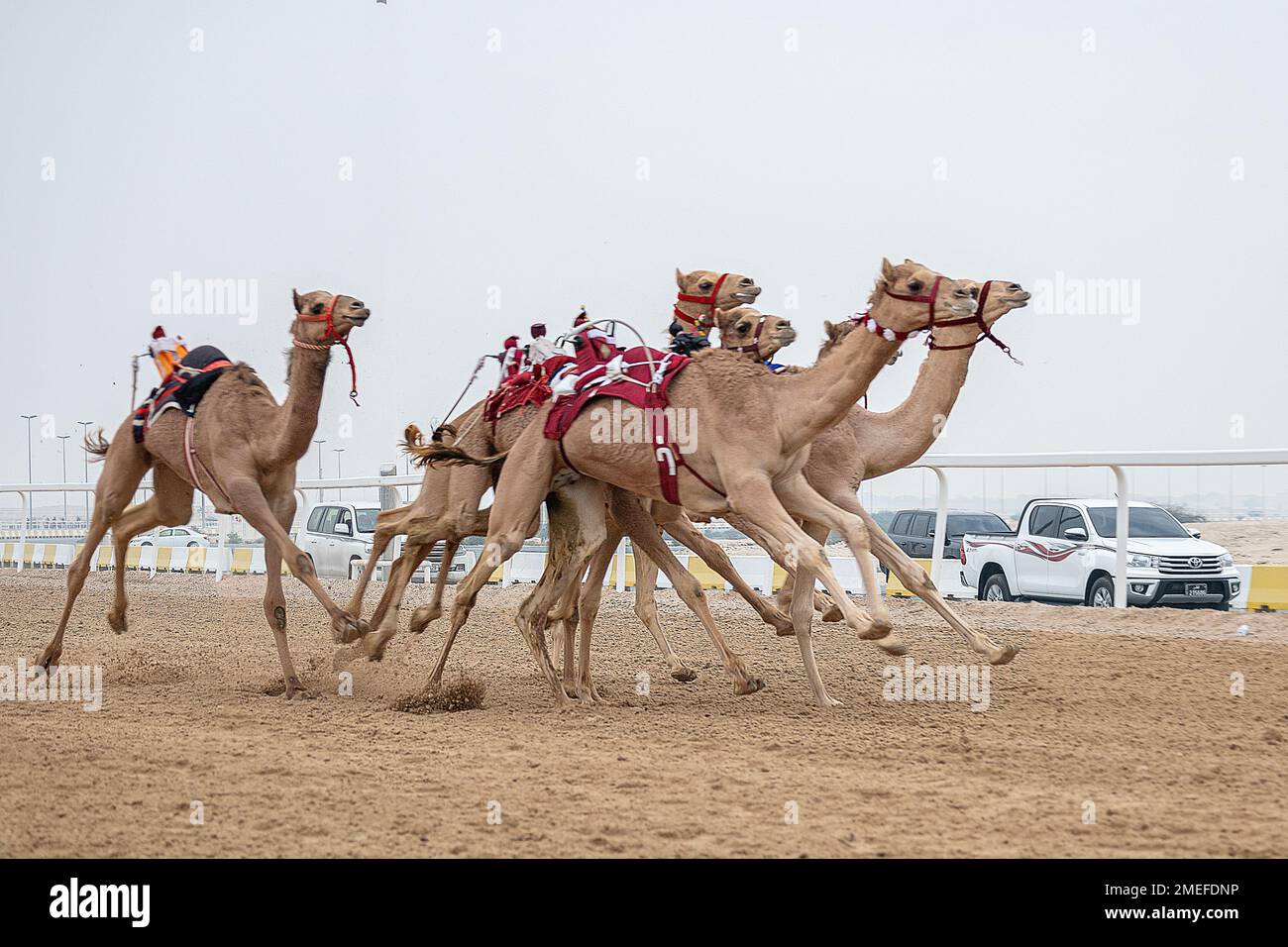 Camel Racing Track Shehania Doha Qatar. traditional arab culture of ...