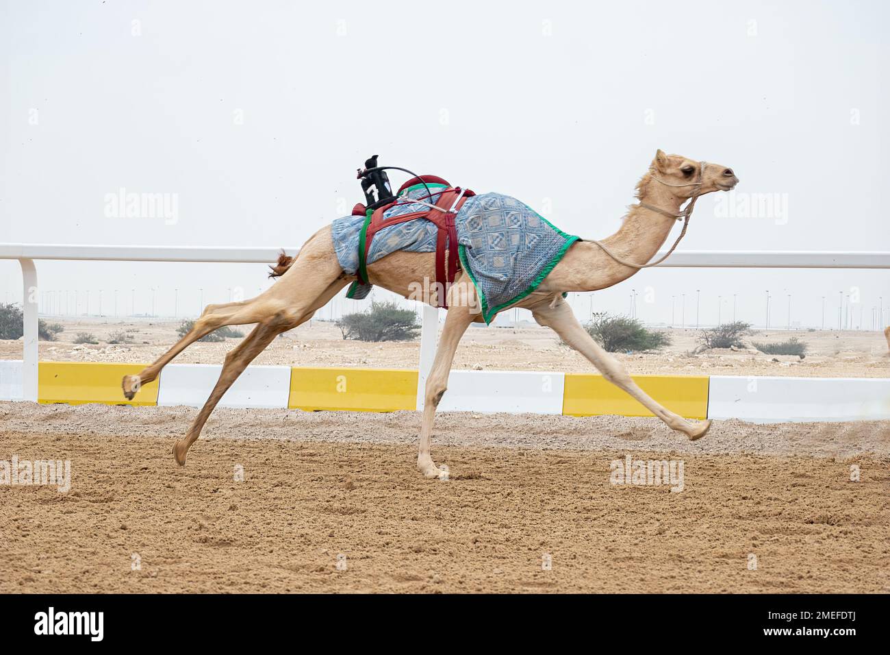 Camel Racing Track Shehania Doha Qatar. traditional arab culture of ...