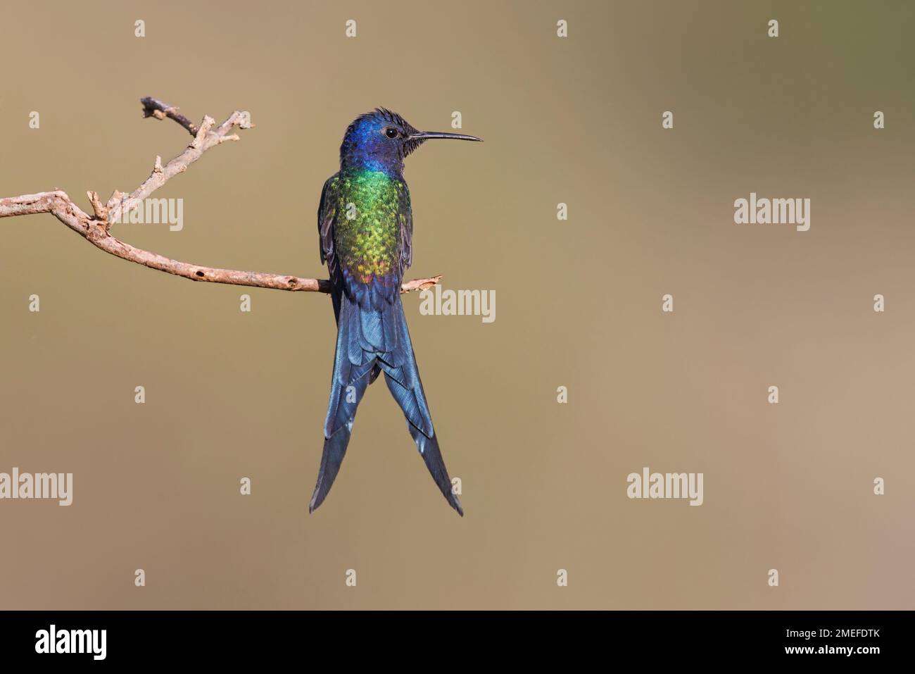 Swallow-tailed Hummingbird, Serra da Canastra lower part, MG, Brazil ...