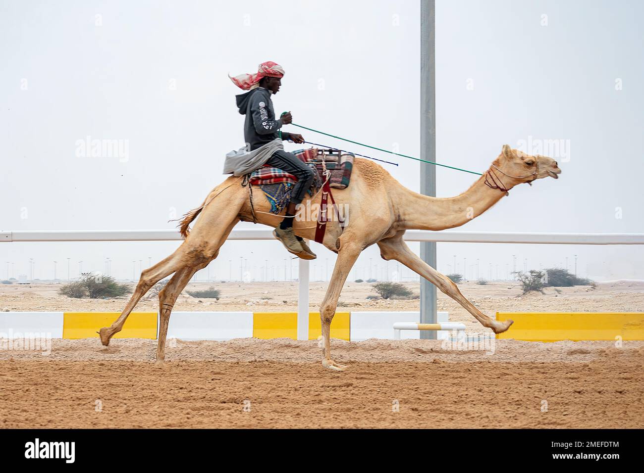 Camel Racing Track Shehania Doha Qatar. traditional arab culture of ...