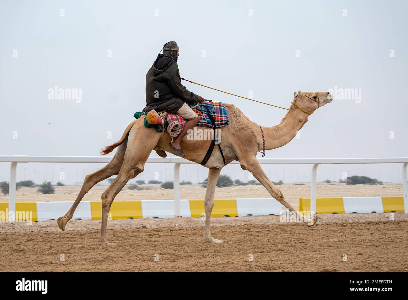 Camel Racing Track Shehania Doha Qatar. traditional arab culture of ...