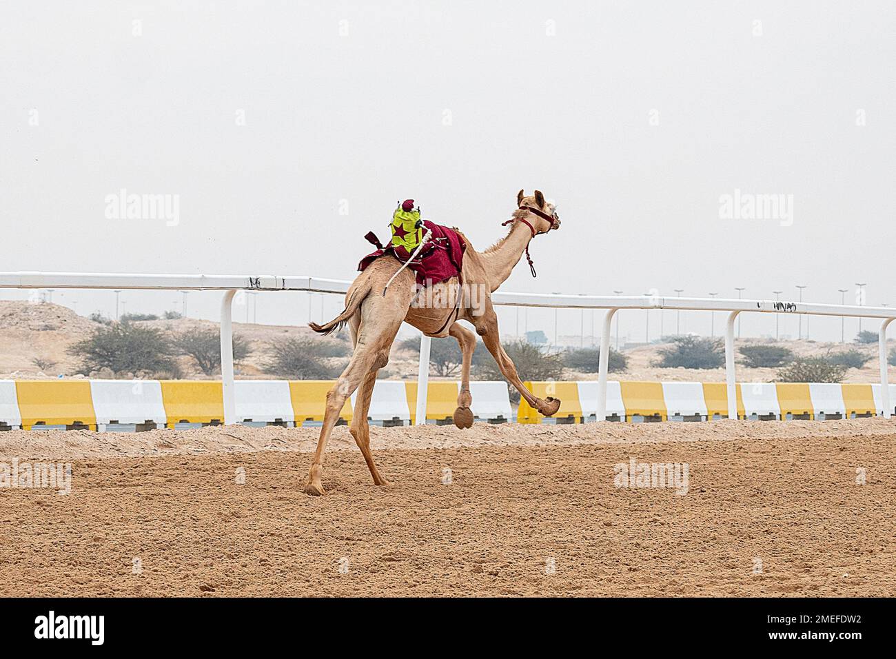 Camel Racing Track Shehania Doha Qatar. traditional arab culture of ...