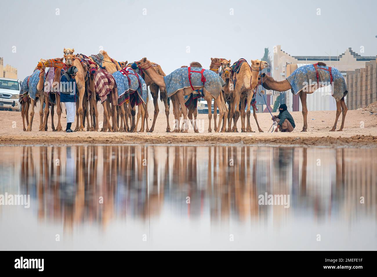 Camel Racing Track Shehania Doha Qatar. traditional arab culture of ...