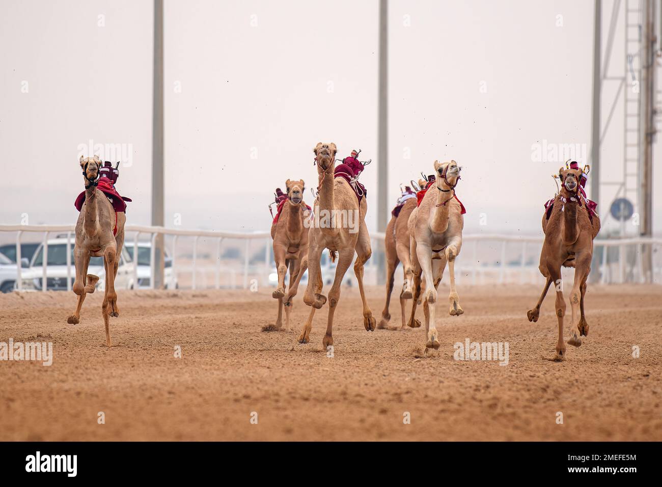 Camel Racing Track Shehania Doha Qatar. traditional arab culture of ...