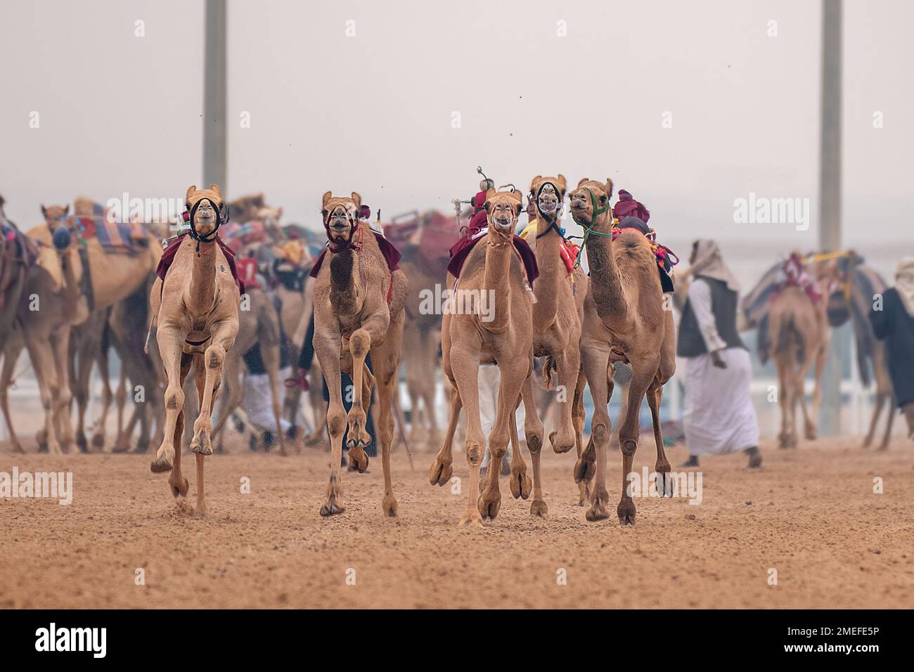 Camel Racing Track Shehania Doha Qatar. traditional arab culture of ...
