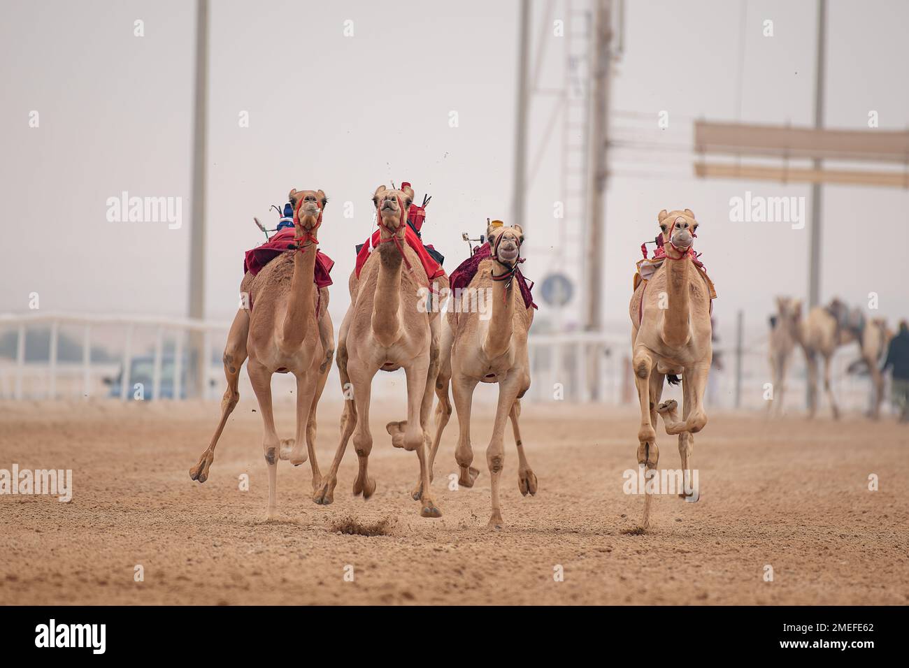 Camel Racing Track Shehania Doha Qatar. traditional arab culture of ...