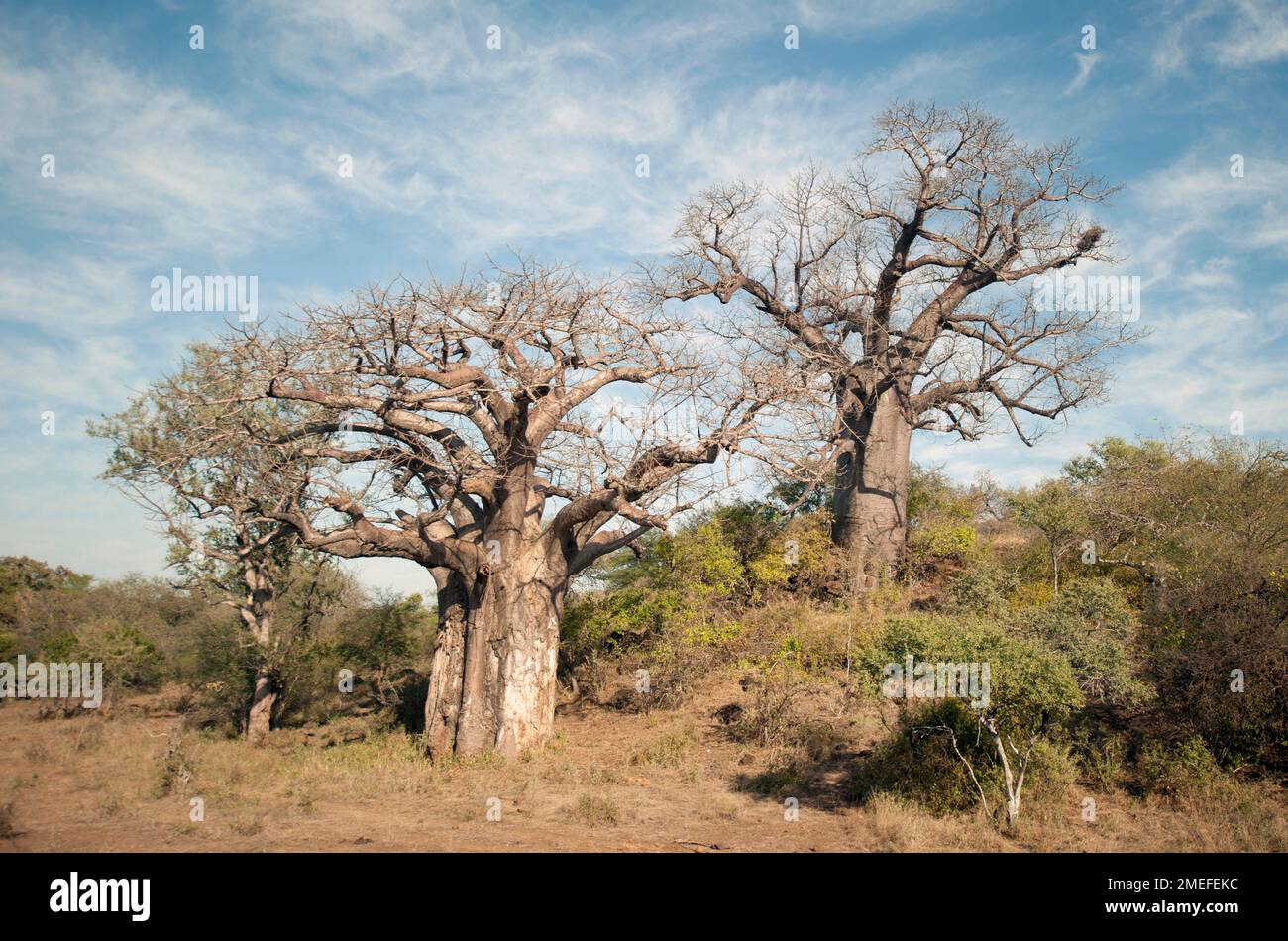 African Baobob Trees (Adansonia digitata), Kruger National Park ...