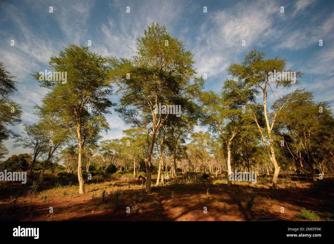 Yellow Fever Trees (Vachellia xanthophloea) forest, Kruger National ...