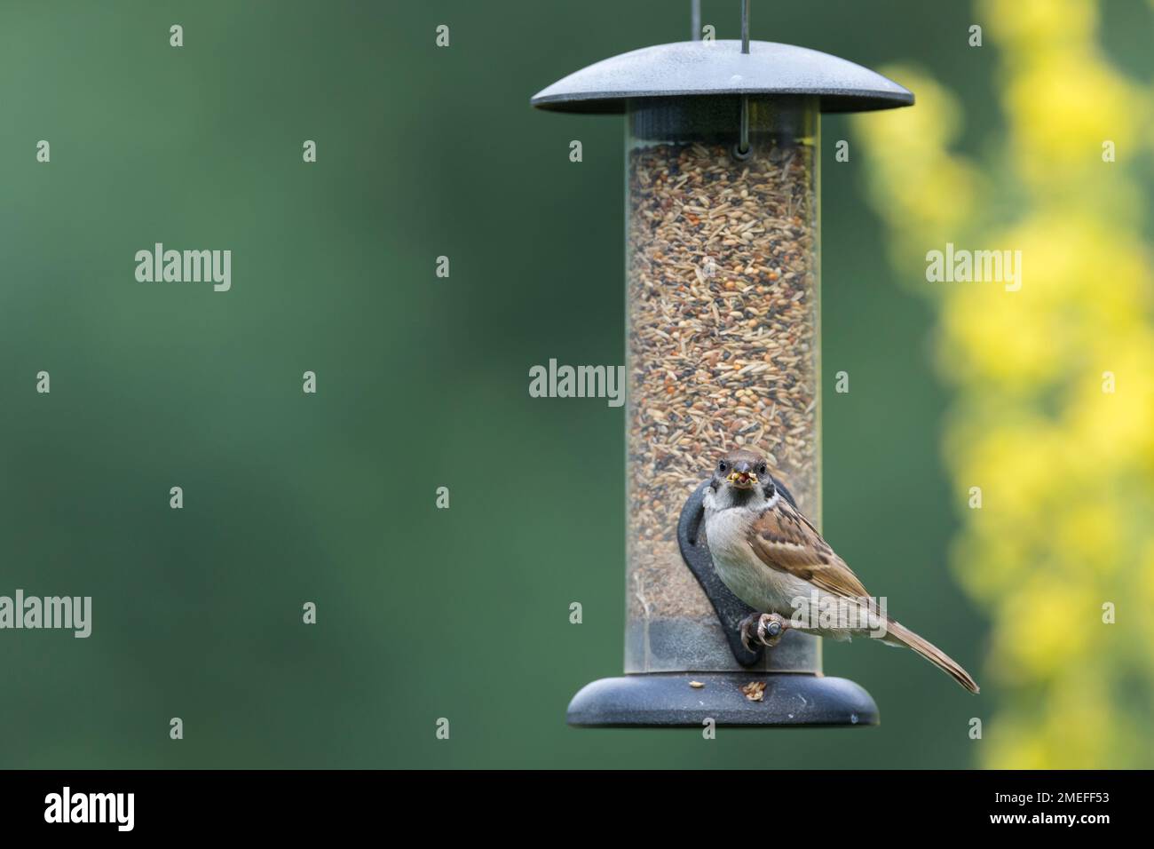 Feldspatz, an der Vogelfütterung, Fütterung, frisst Körner am ...