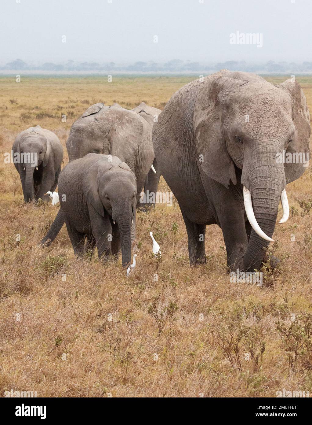 Lexodonta hi-res stock photography and images - Alamy