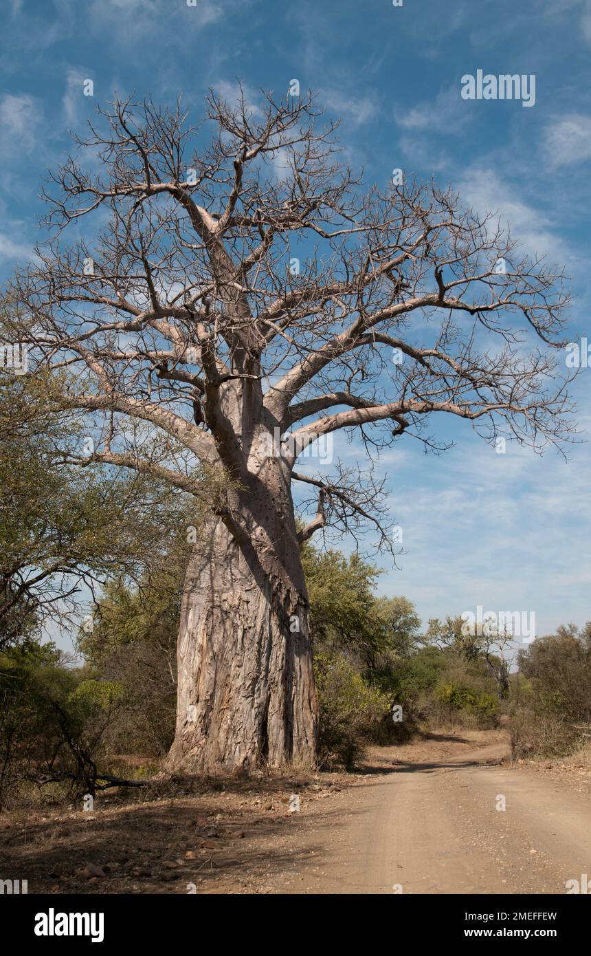 Baobob Tree (Adansonia digitata) by dirt road, Kruger National Park ...