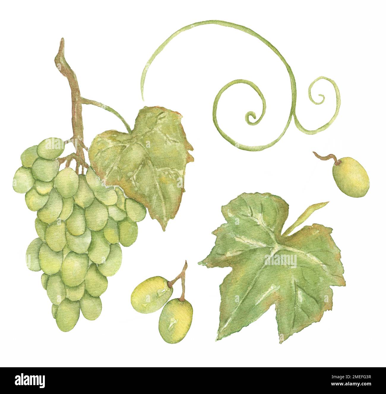 Grape Vine Wine Clip Art