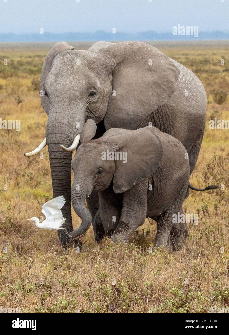 Adult and young elephant walking with white egret flying by Stock Photo ...