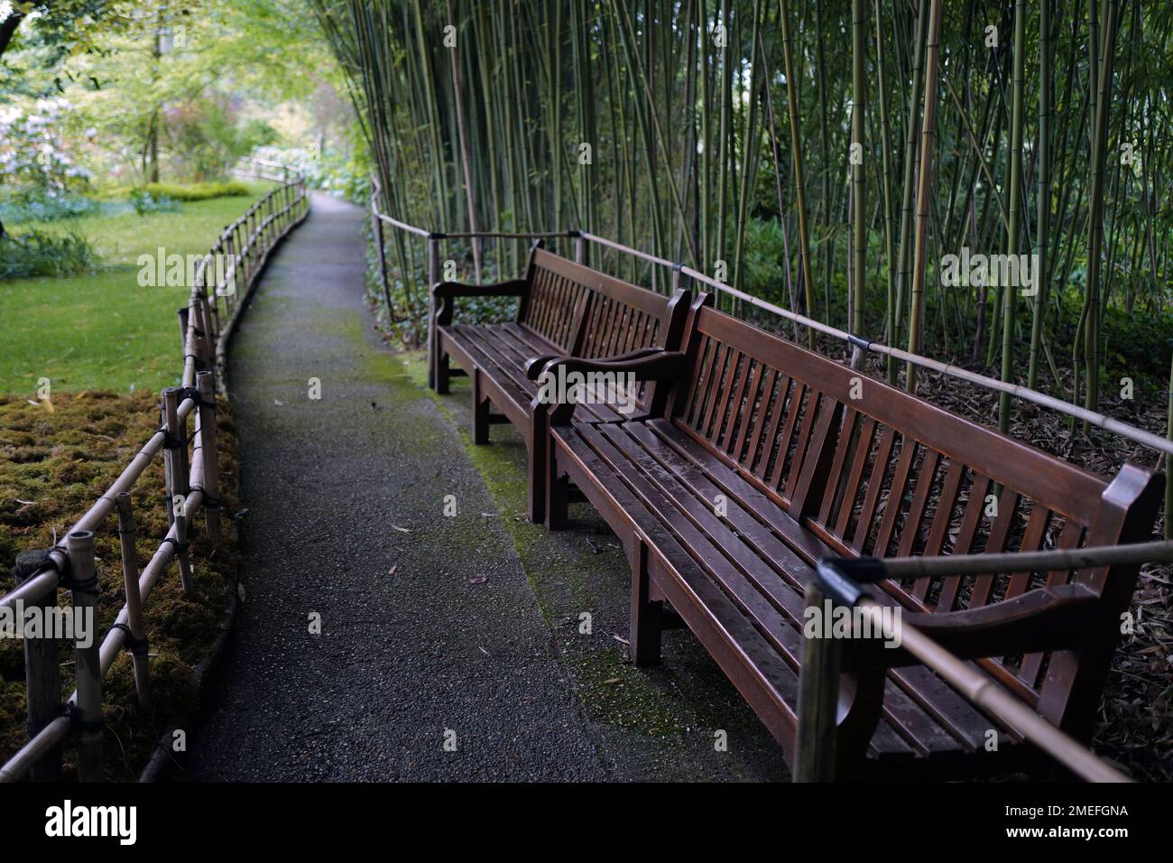 Empty benches along bamboos of the Japanese-inspired water garden of ...
