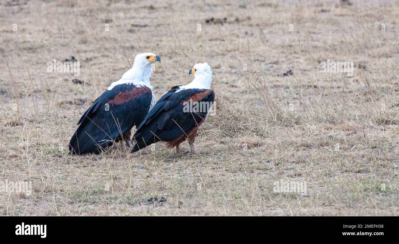 Two African fish eagles standing side by side Stock Photo - Alamy