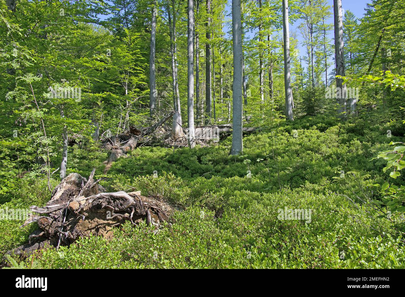 Beech forest and bilberry (blueberry) shrubs in the Bavarian Forest ...