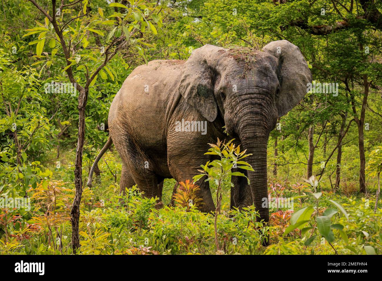 West African Forest Elephants African Forest Elephant | ZSL