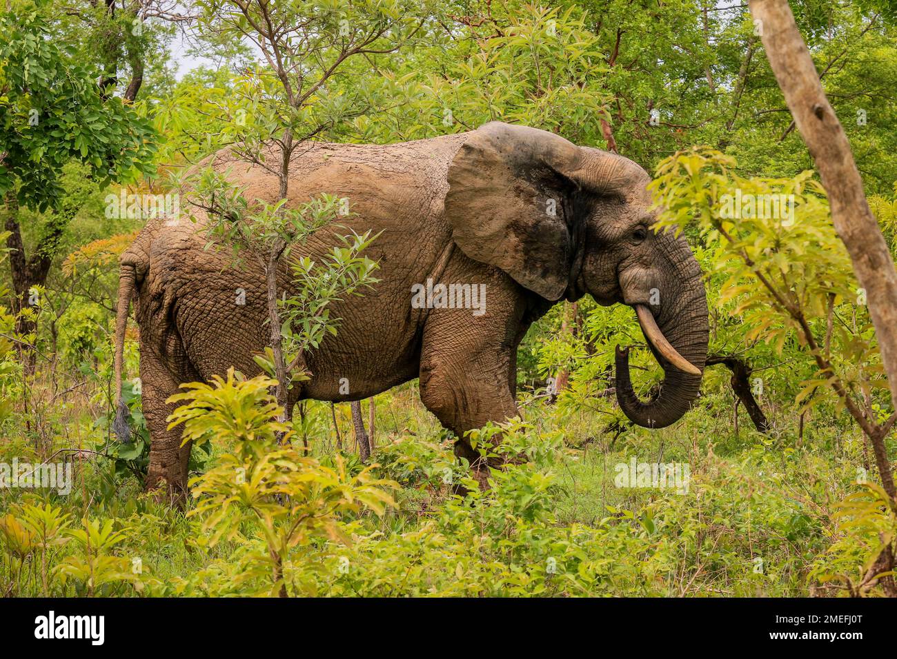 Beautiful Wild African Elephants in the Mole National Park, the largest ...