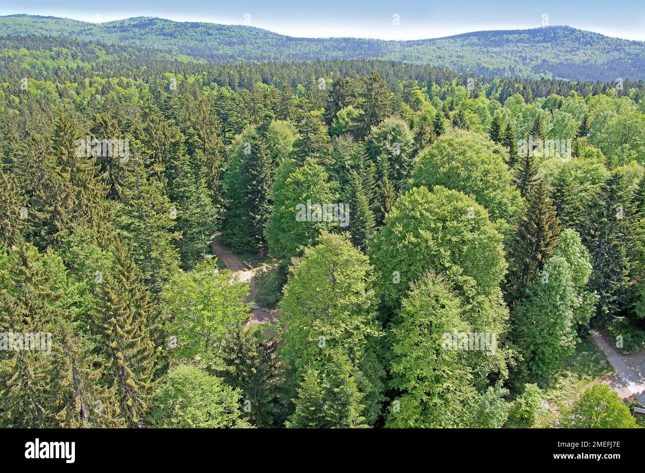 Mixed Bavarian Forest seen from tree-top path of the Bavarian National ...