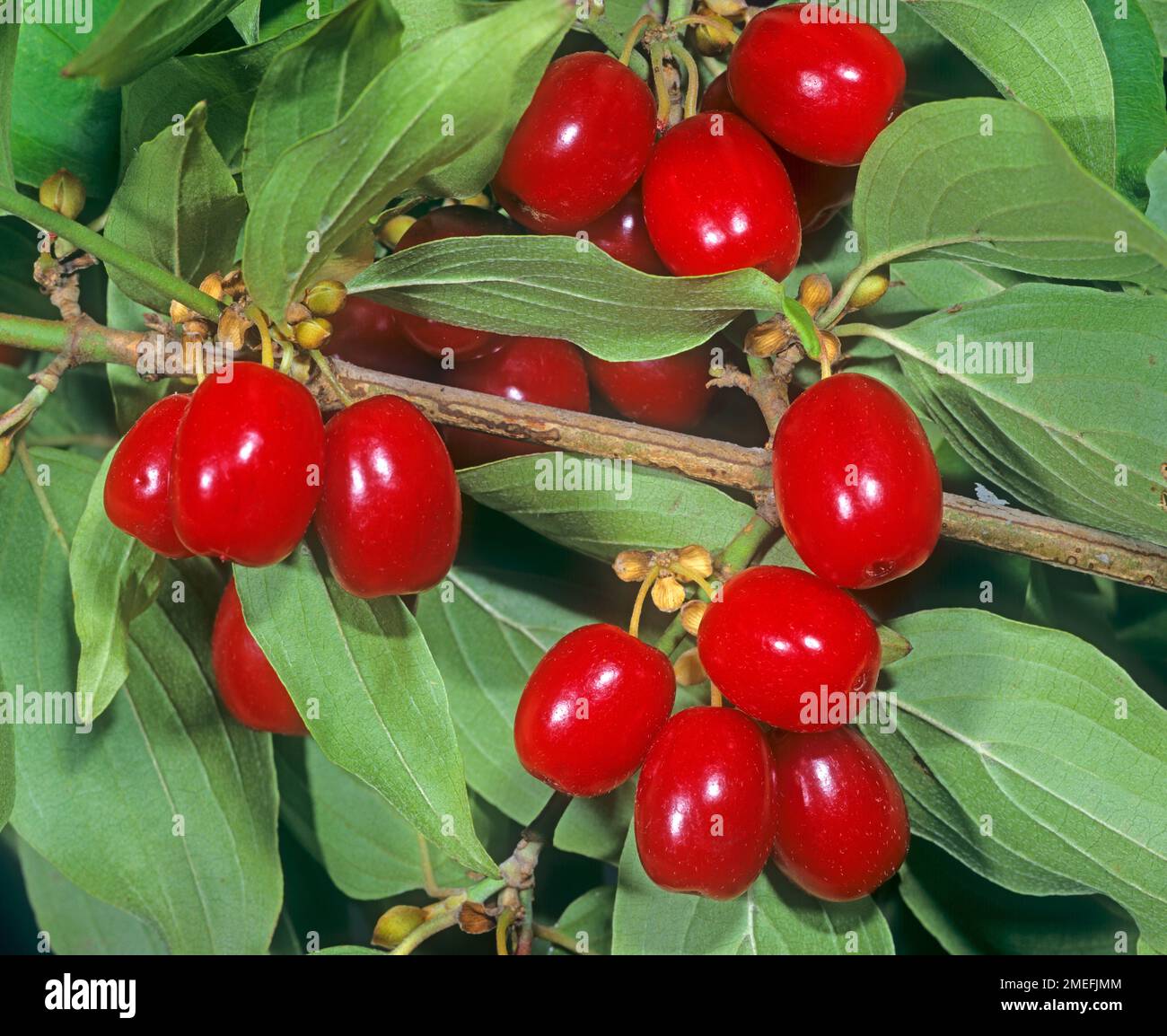 A twig of cornelian cherries with berries, seen from below. Cornus mas ...
