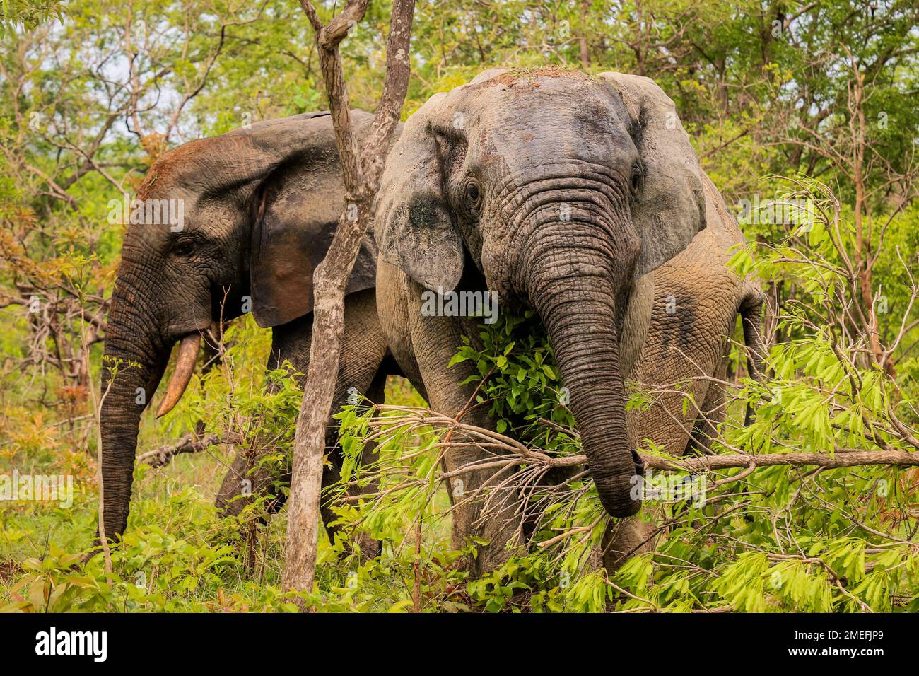 Beautiful Wild African Elephants in the Mole National Park, the largest ...