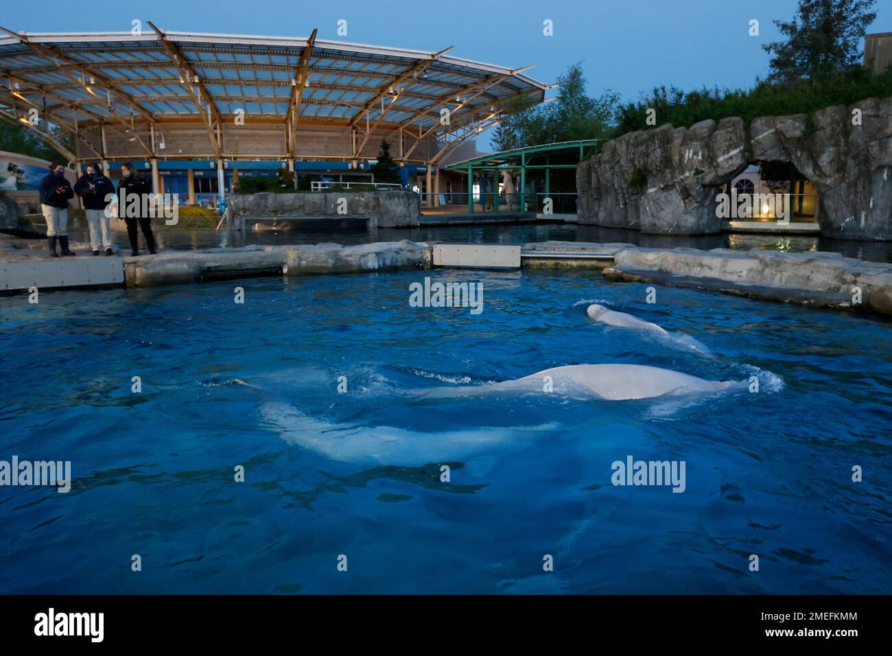 Five beluga whales swim together in an acclimation pool after arriving at Mystic Aquarium ...