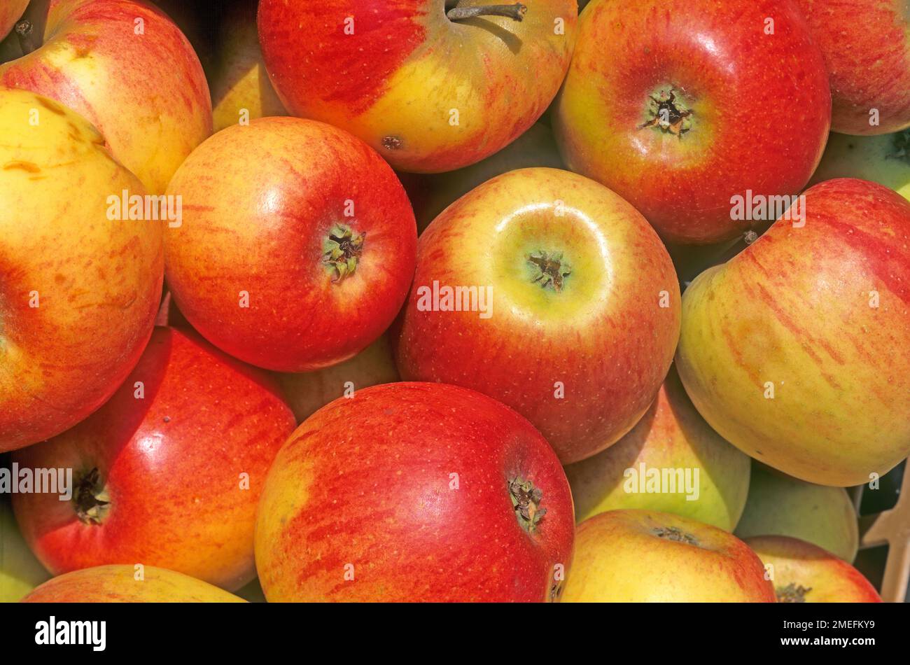 An old species of gold-red apples: Goldparmänen, having been Red-red ...