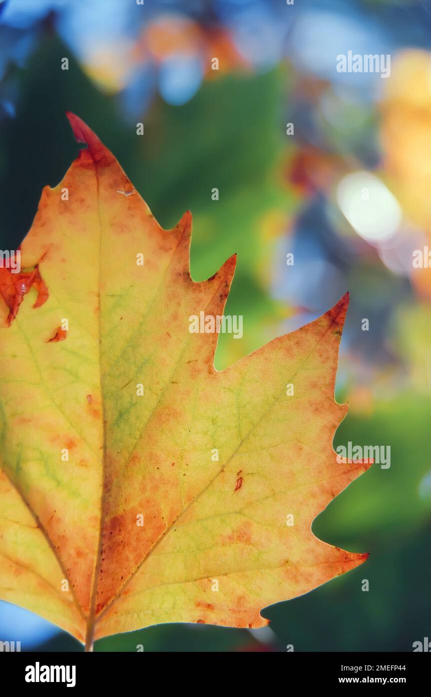 Yellowing of leaf hi-res stock photography and images - Alamy
