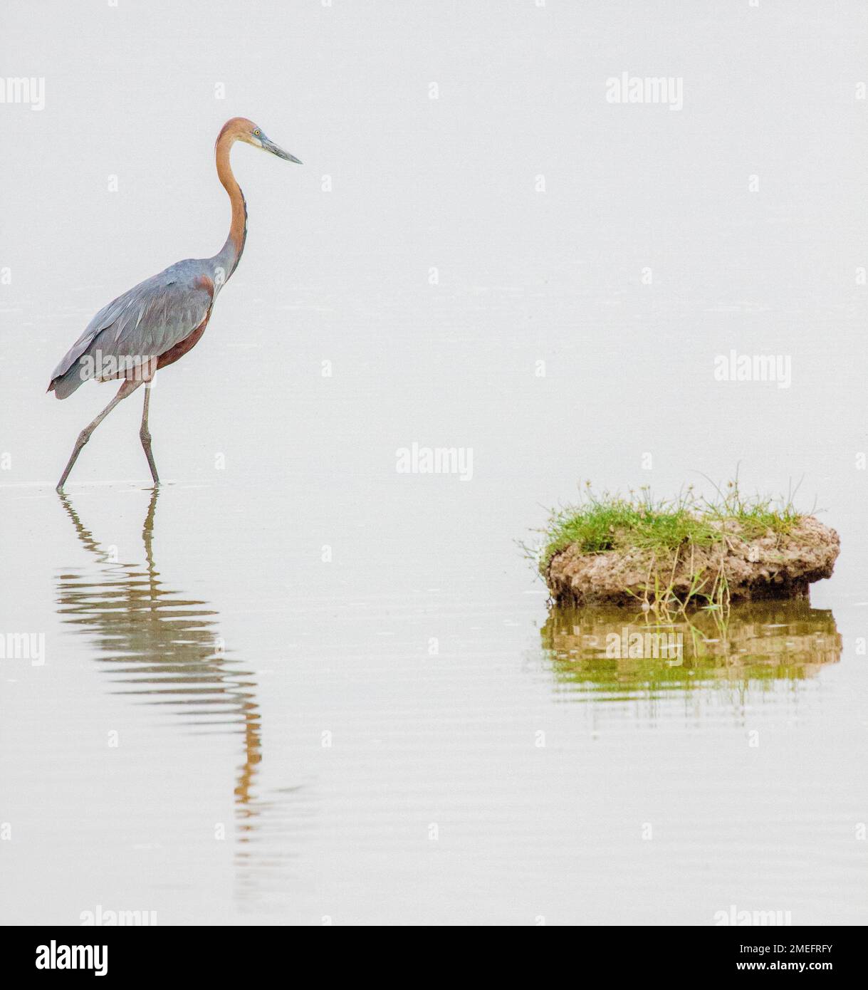 Goliath heron (Ardea goliath) wading in water at Amboseli National Park ...