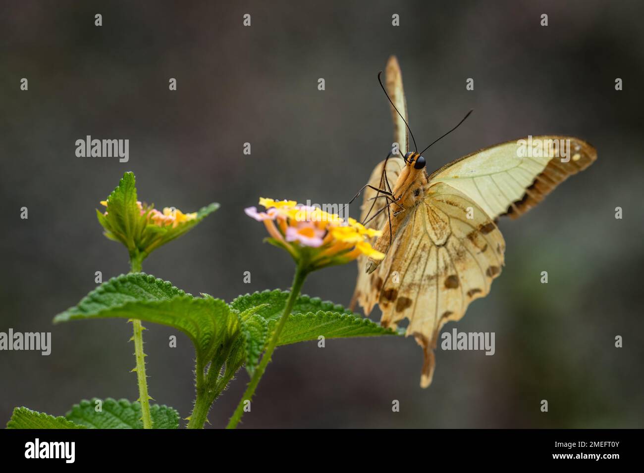 African swallowtail - Papilio dardanus, beautiful large butterfly from ...