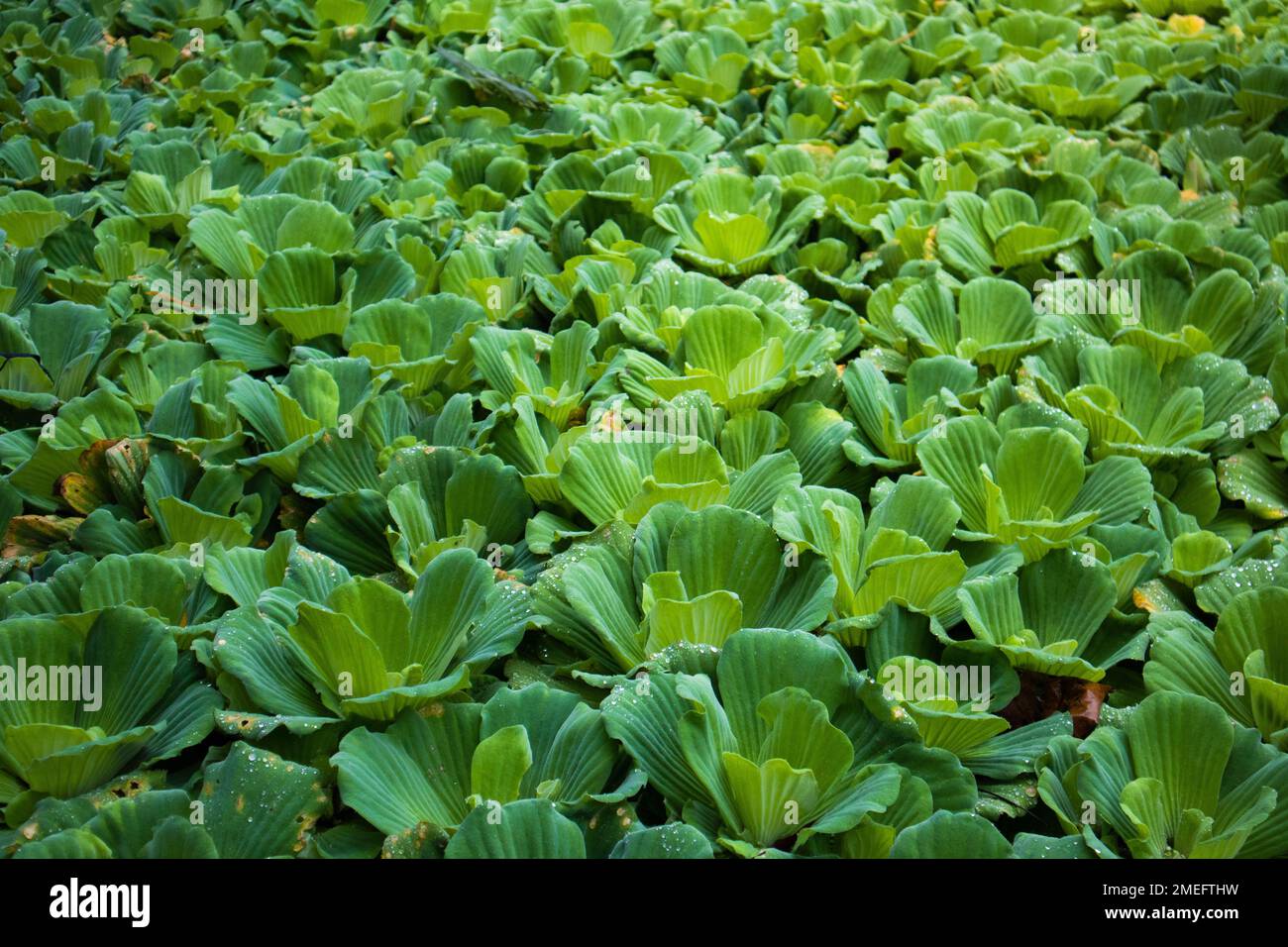 Water Lilies in Plaza Heneral Santos, General Santos City, Philippines ...