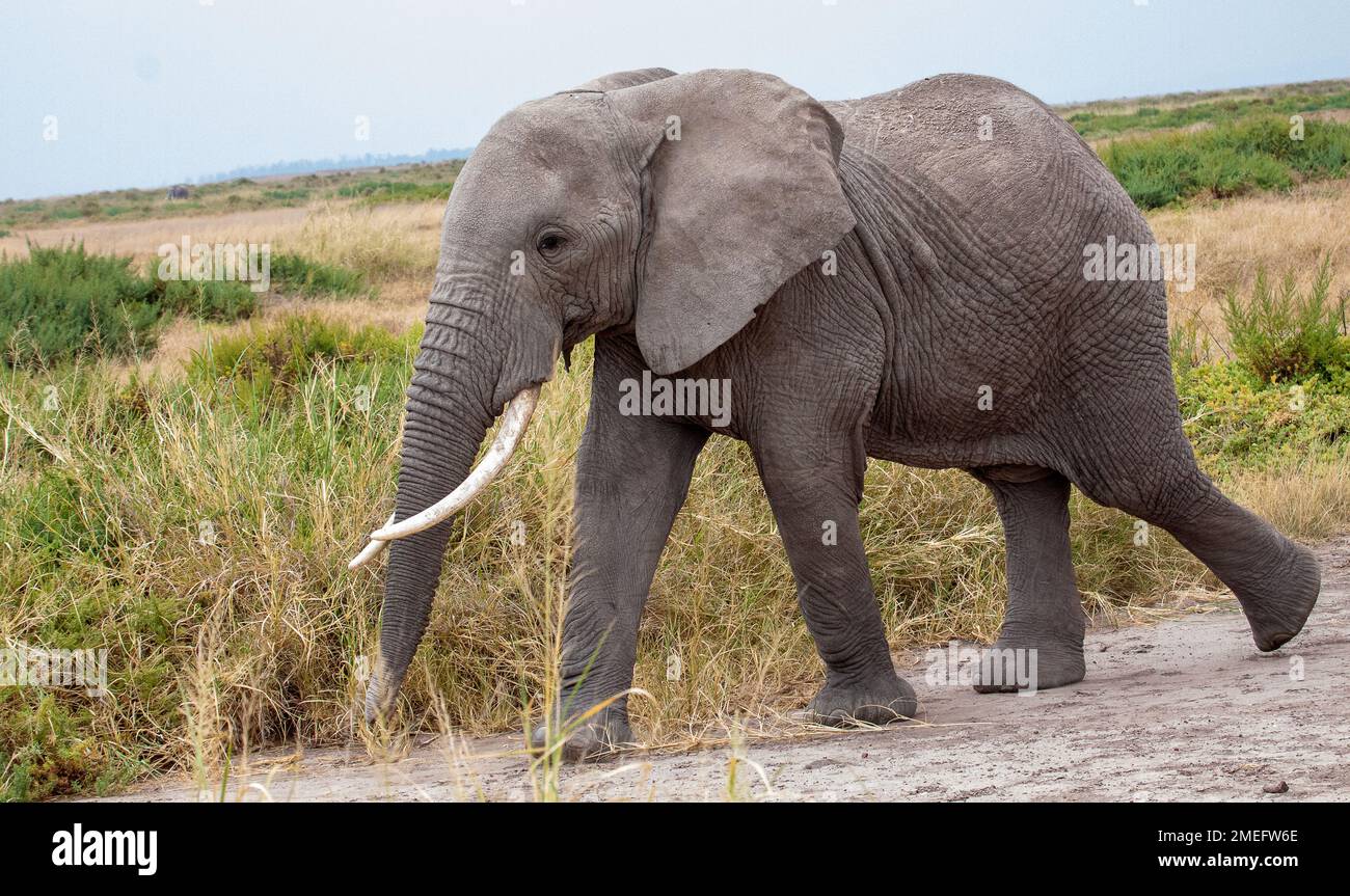 Single elephant walking along path Stock Photo - Alamy