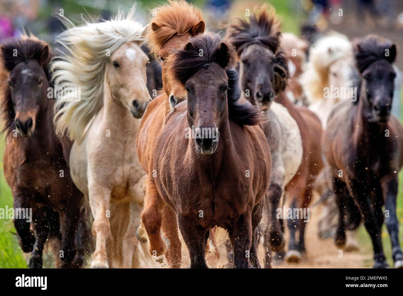 Icelandic horses run to their paddock after they leave their stables ...